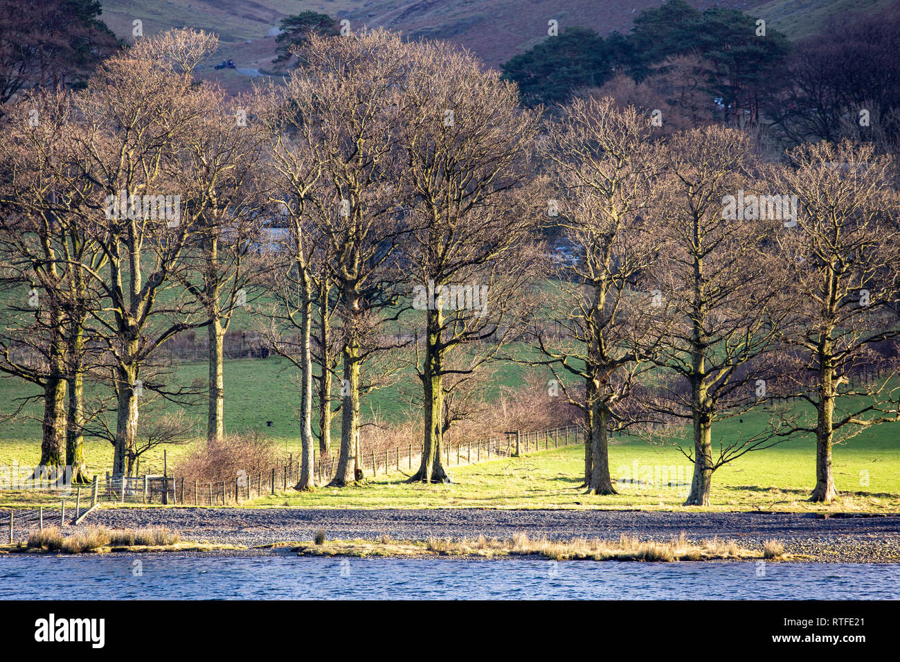 Trees surrounding Lake Buttermere,Lake District national park,Cumbria ...