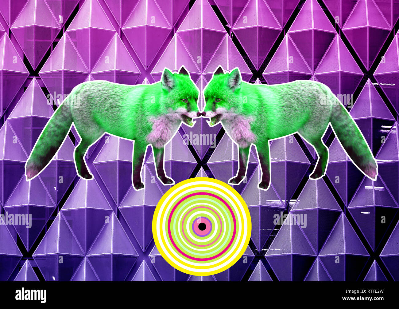 Purple foxes hi-res stock photography and images - Alamy