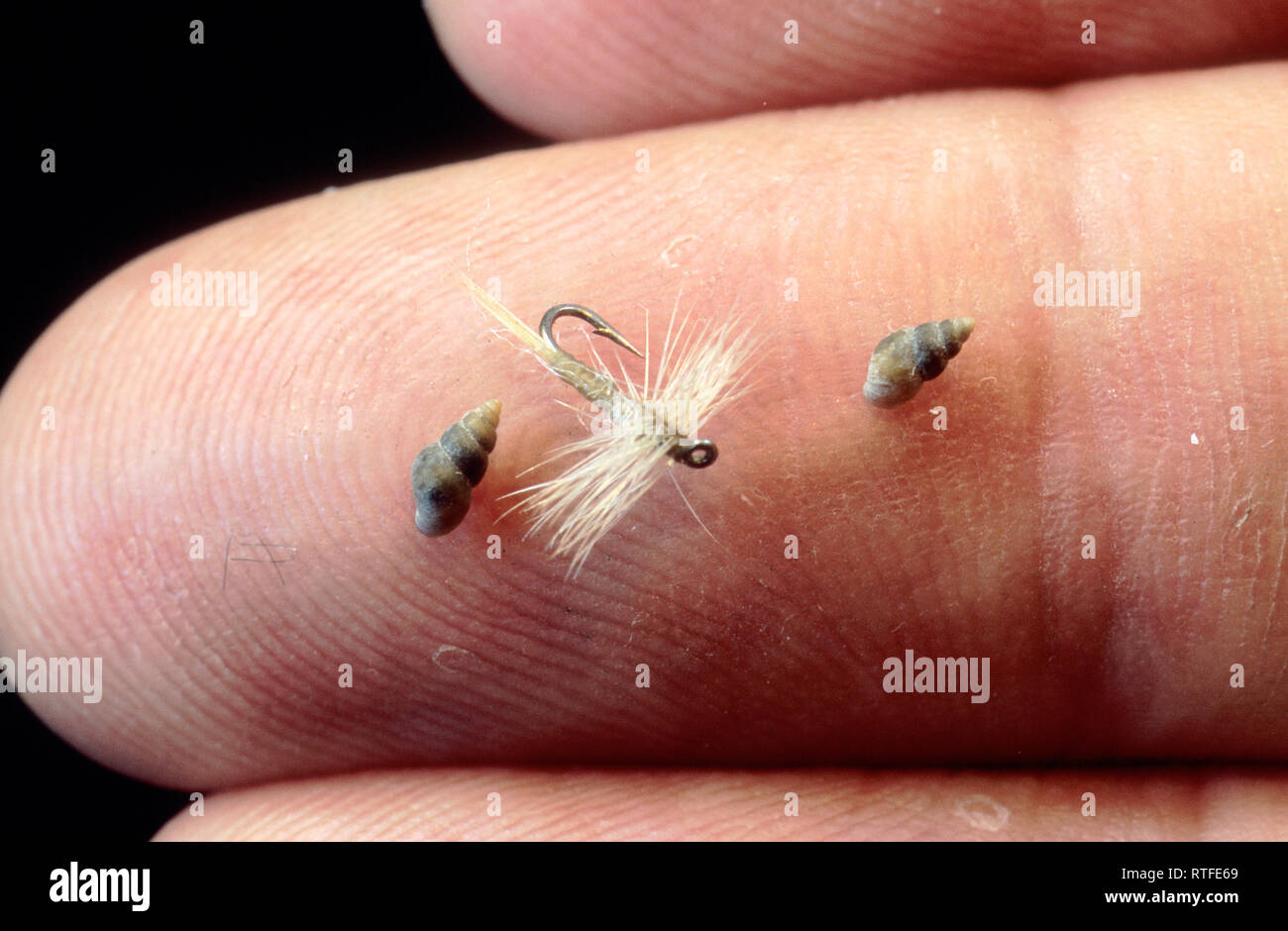 New Zealand mud snail (Potamopyrgus antipodarum) shells from Silver ...