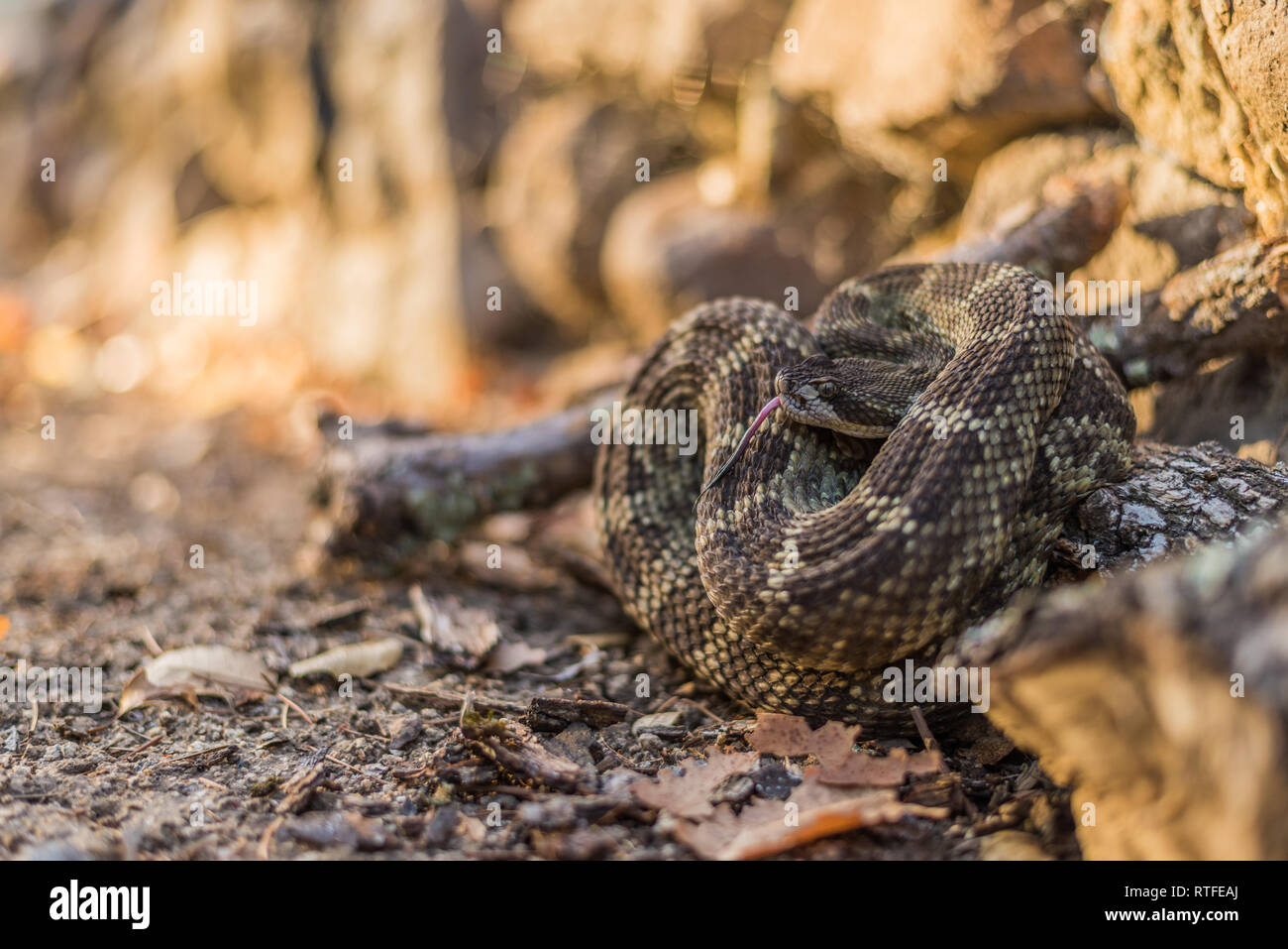 A very large Northern Pacific Rattlesnake photographed near some rocks ...