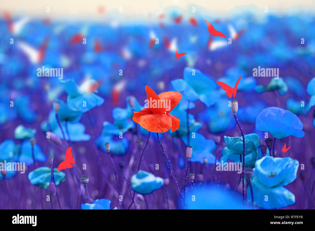 Bright retro photo of nature field with unusual blue poppies and ...