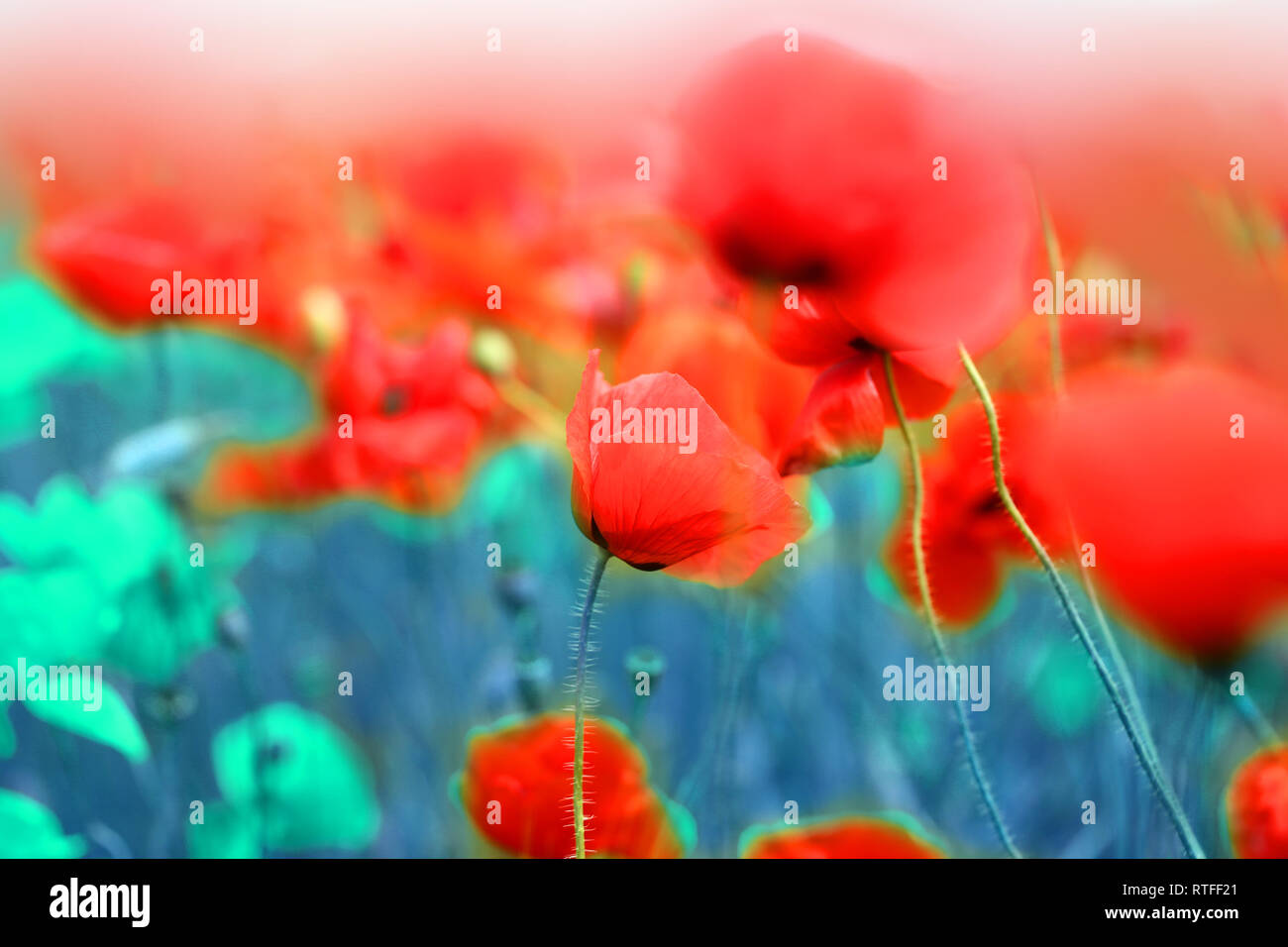 Poppy pop with wild flowers hi-res stock photography and images - Alamy