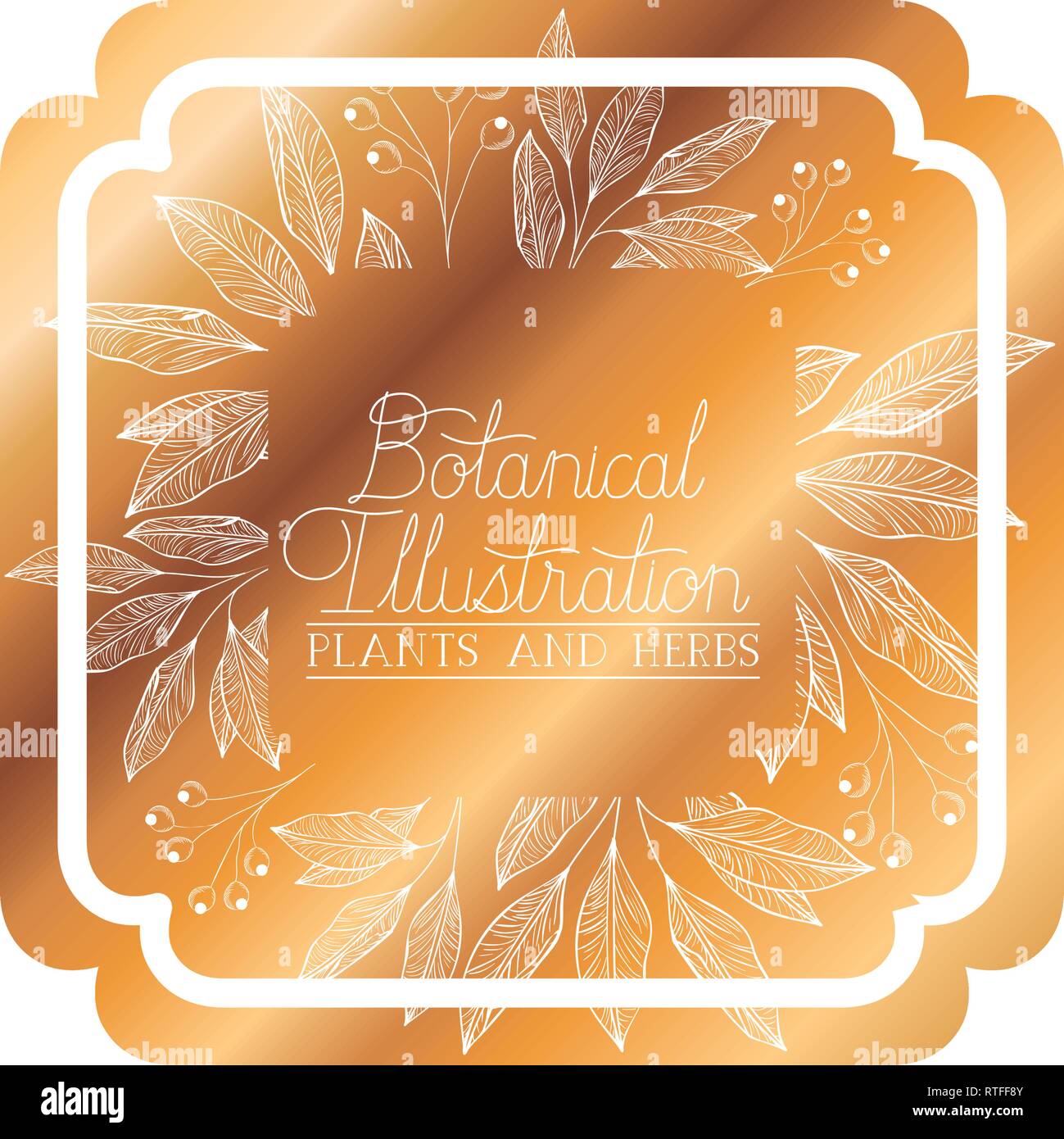botanical illustration label with plants and herbs vector illustration ...