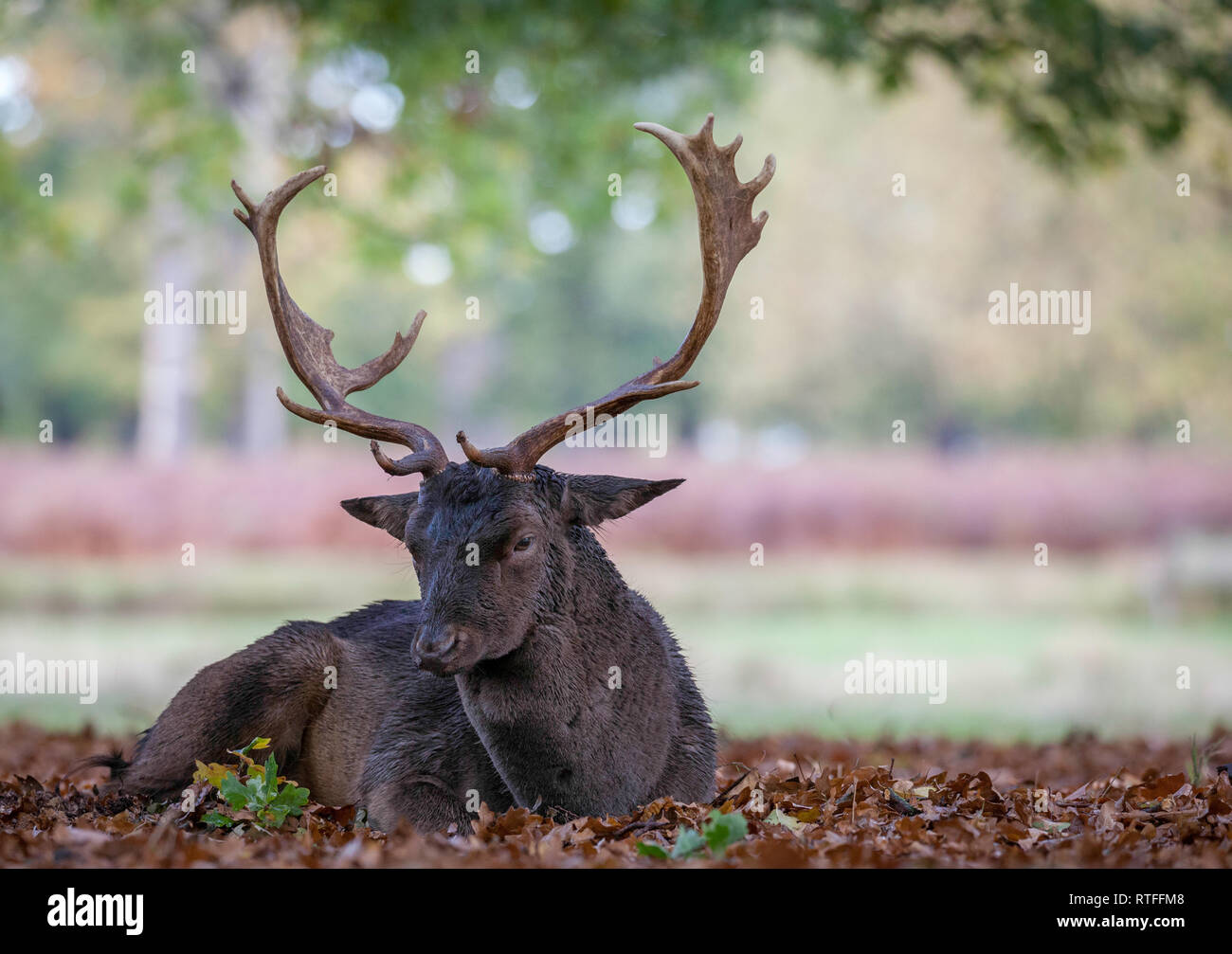 deer in Bushy park London Stock Photo - Alamy