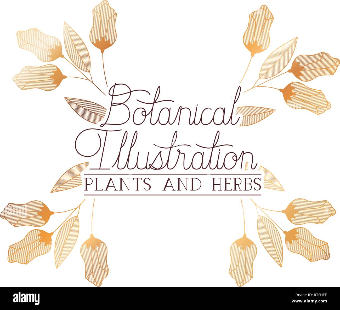 botanical illustration label with plants and herbs vector illustration ...