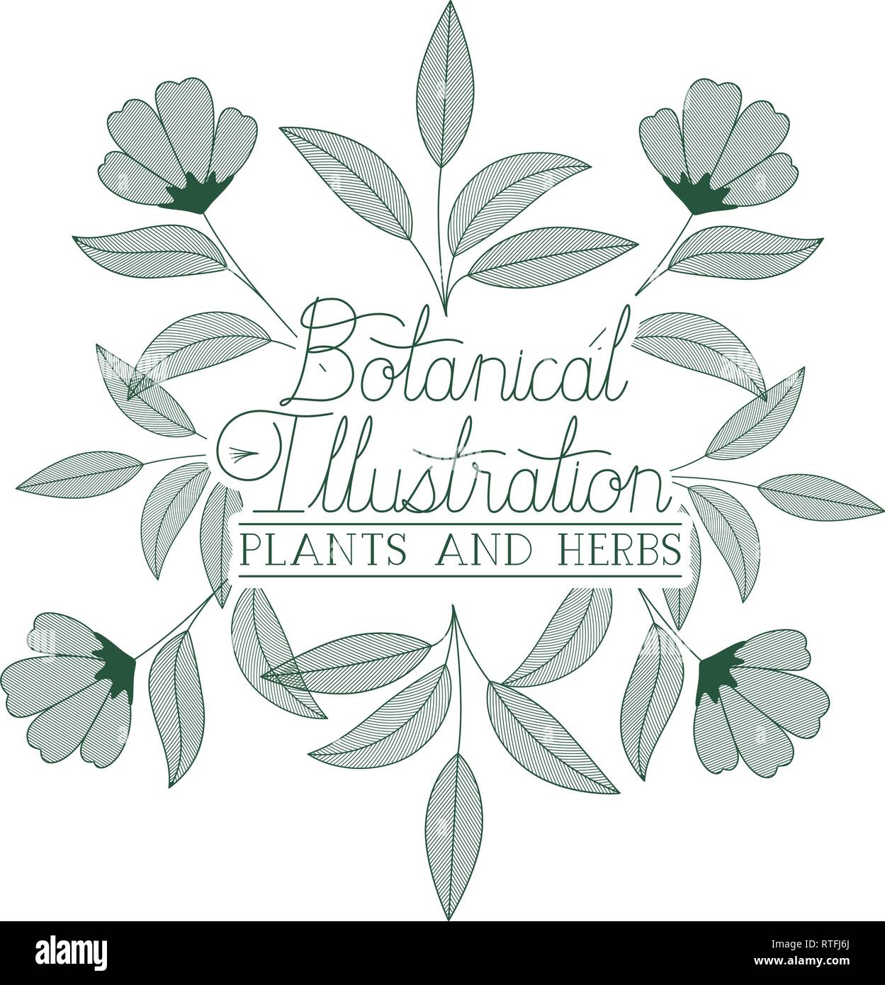 botanical illustration label with plants and herbs vector illustration ...