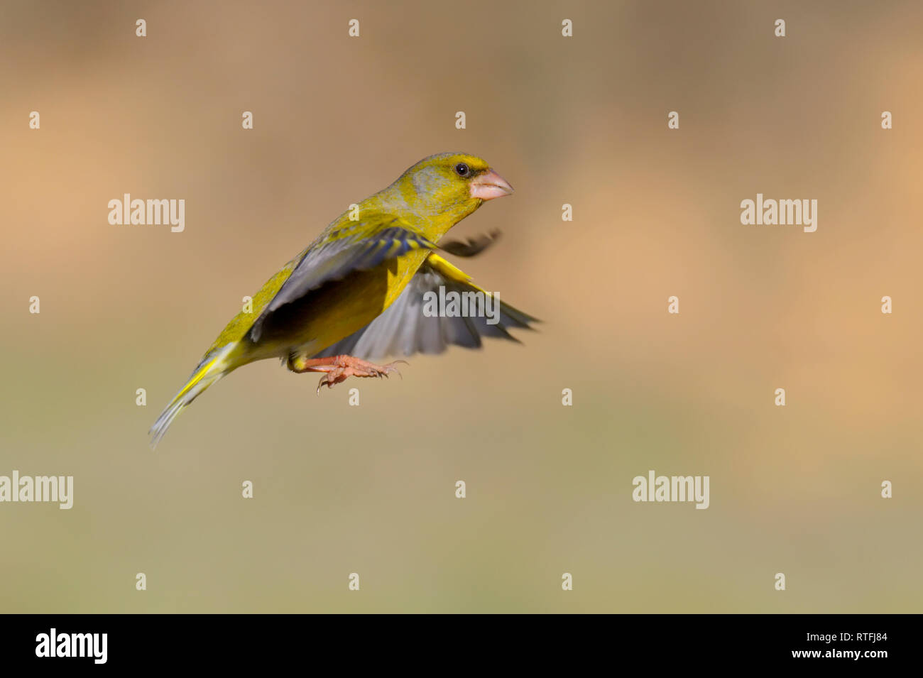 Greenfinch in flight Stock Photo - Alamy