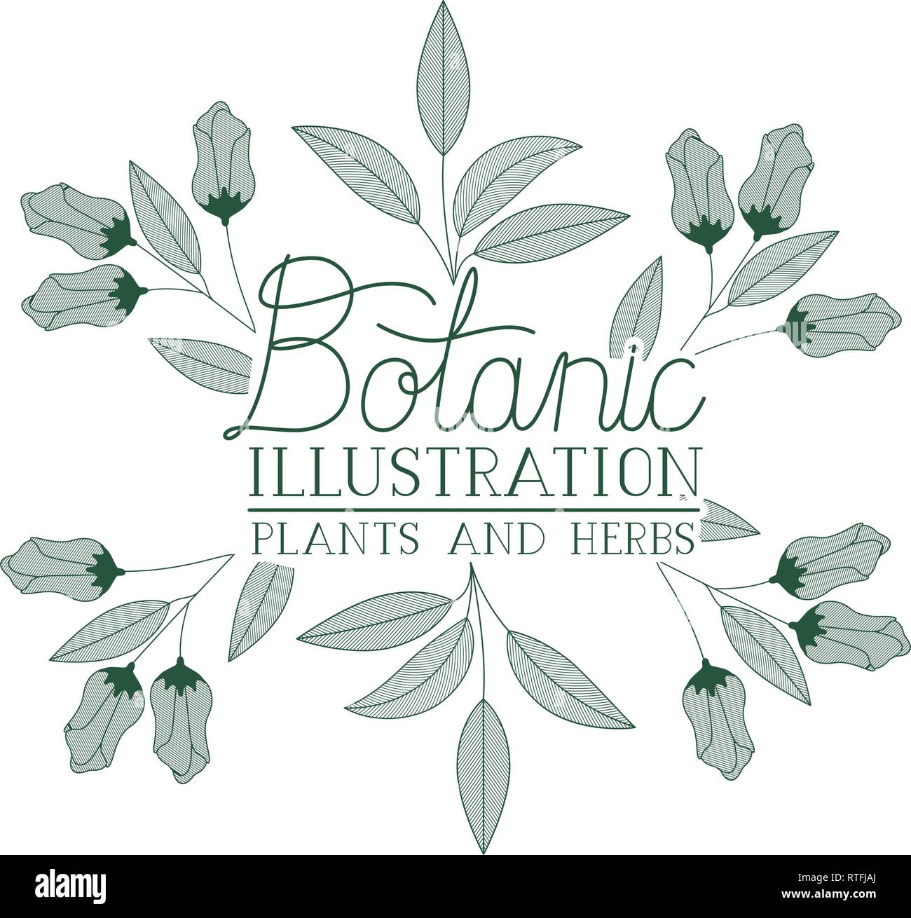 botanic illustration label with plants and herbs vector illustration ...