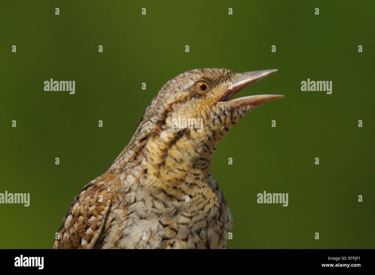 Eurasian Wryneck - Jynx Torquilla - Torcicolo - bird Stock Photo - Alamy
