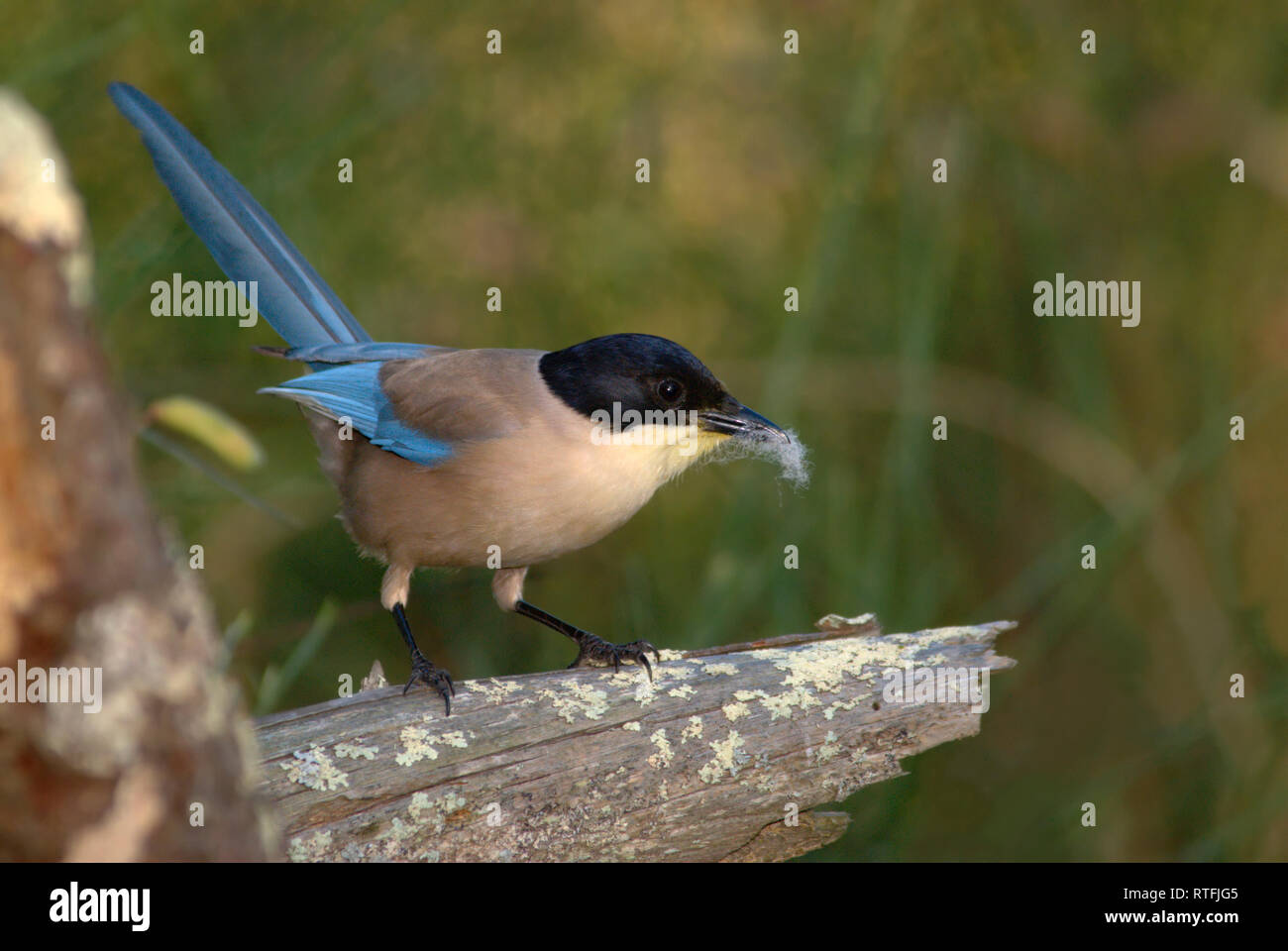 Azure winged magpie - Pega azul - Cyanopica cooki Stock Photo - Alamy