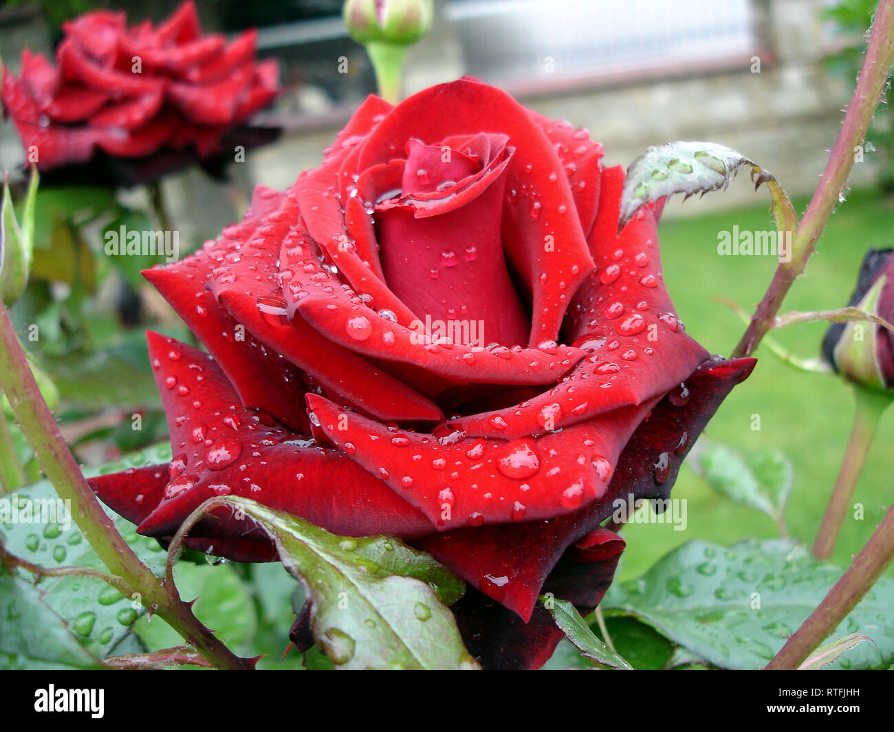 Gragance hi-res stock photography and images - Alamy