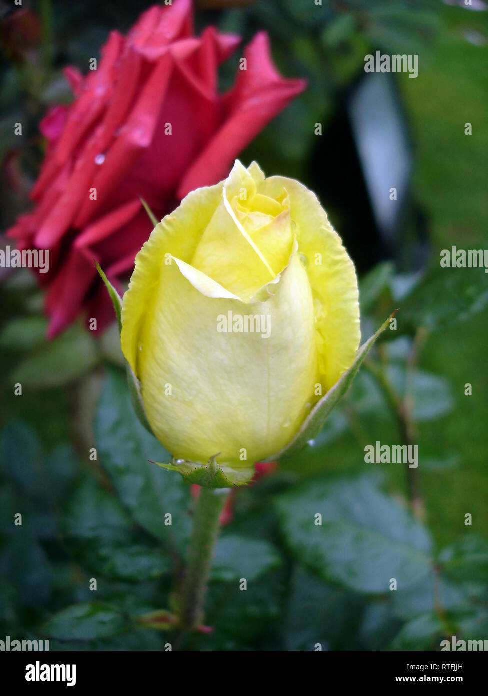Yellow rose bush with rain drops on bloom Stock Photo - Alamy