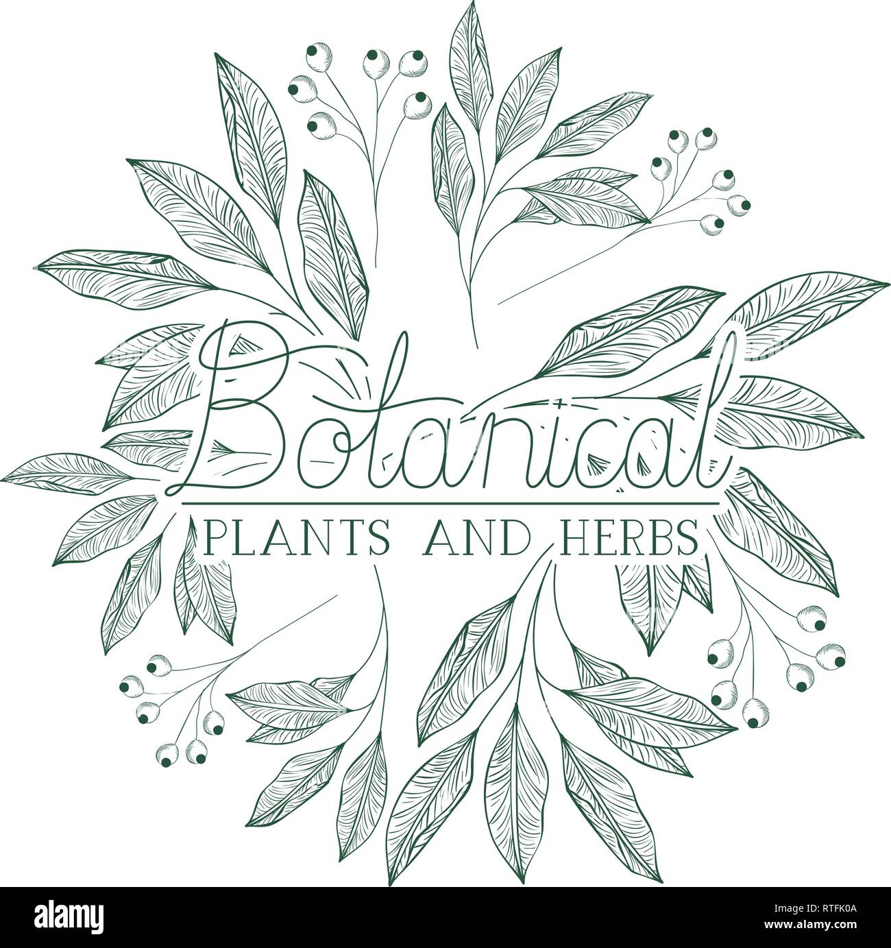 botanical label with plants and herbs vector illustration desing Stock ...