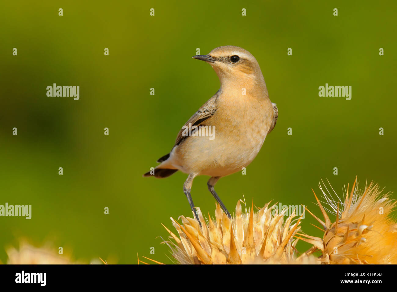 Northern wheatear flight hi-res stock photography and images - Alamy