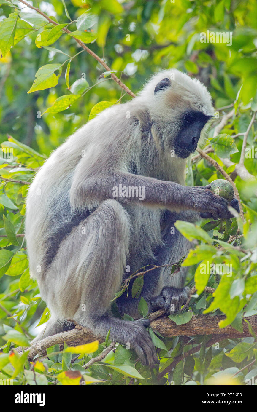 Opposable thumbs hi-res stock photography and images - Alamy