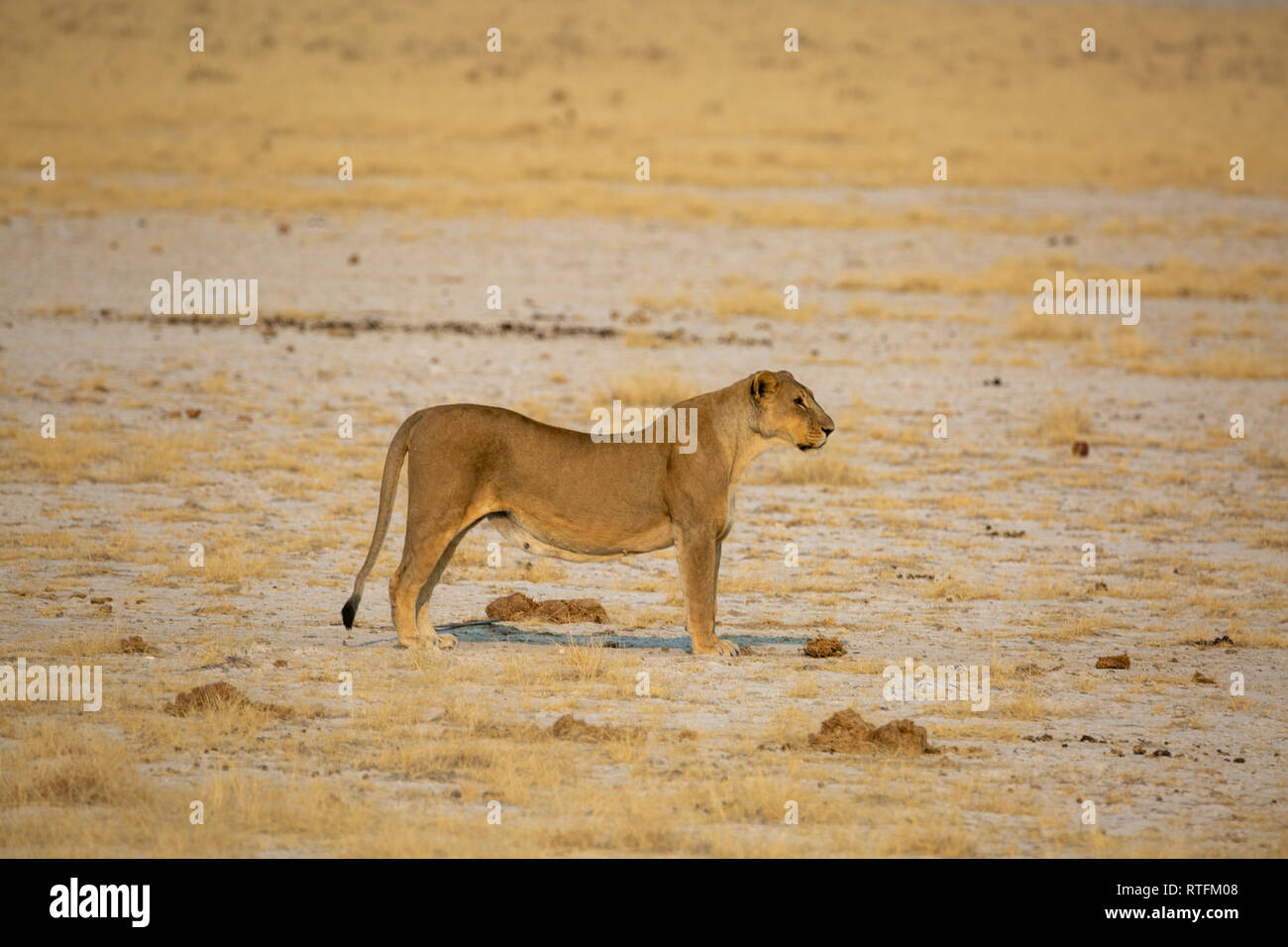 Female lion standing side profile Etosha National Park Namibia Stock ...