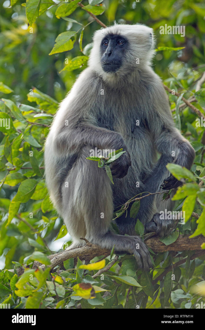 Hanuman or Grey or Gray, Common or Entellus Langur (Semnopithecus ...