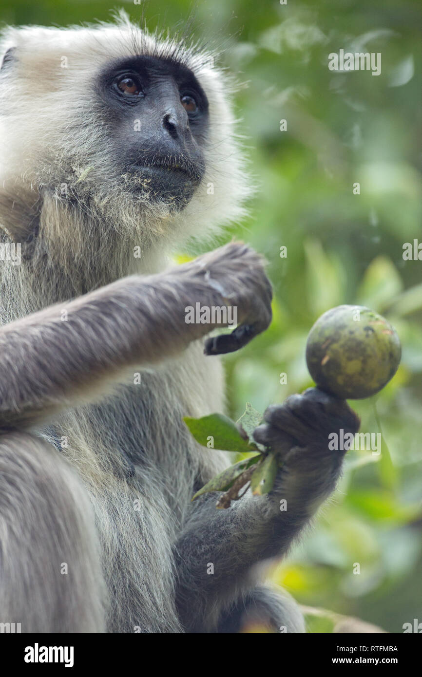 Indian common grey monkey hi-res stock photography and images - Alamy