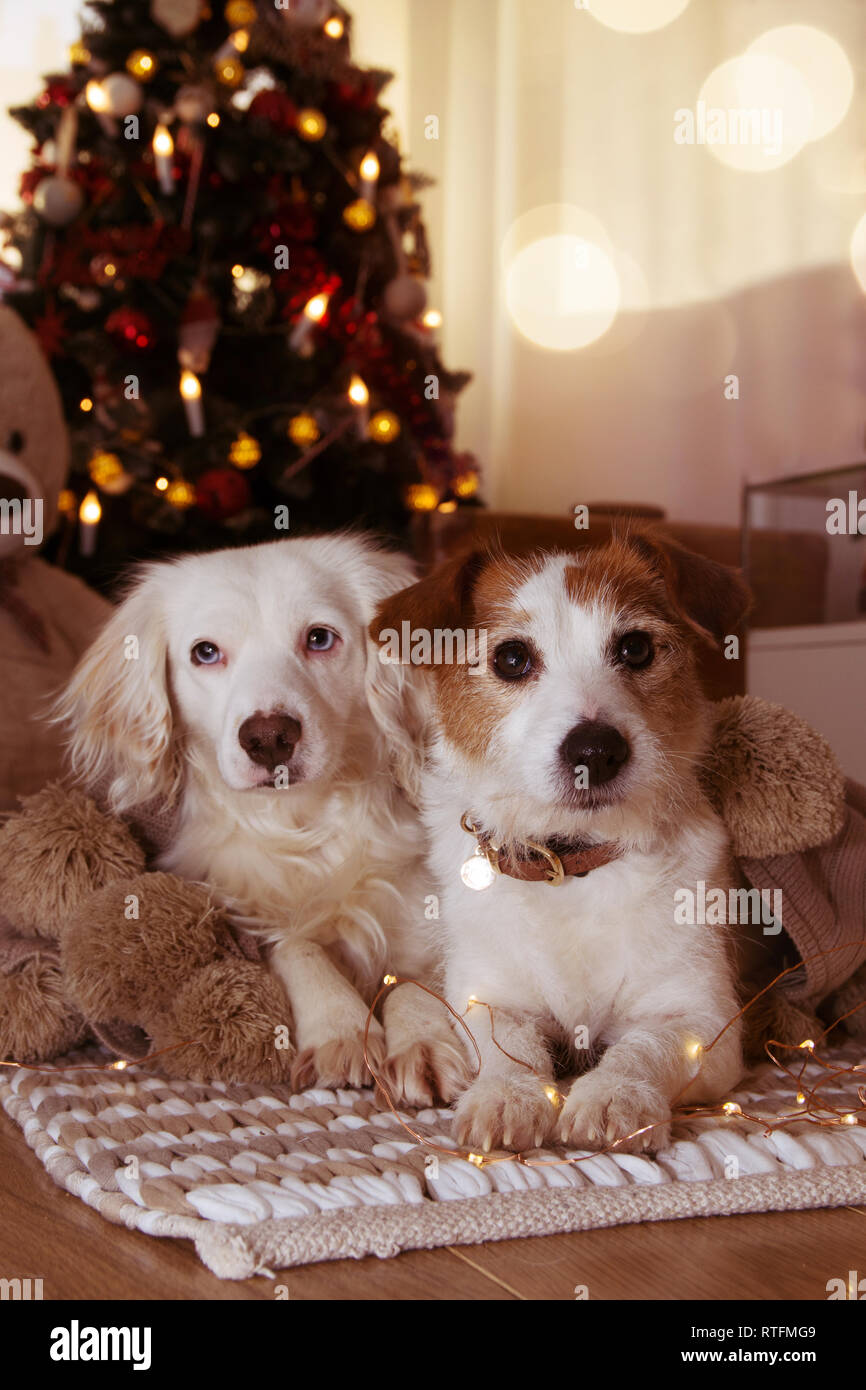 Two cute dogs hi-res stock photography and images - Alamy