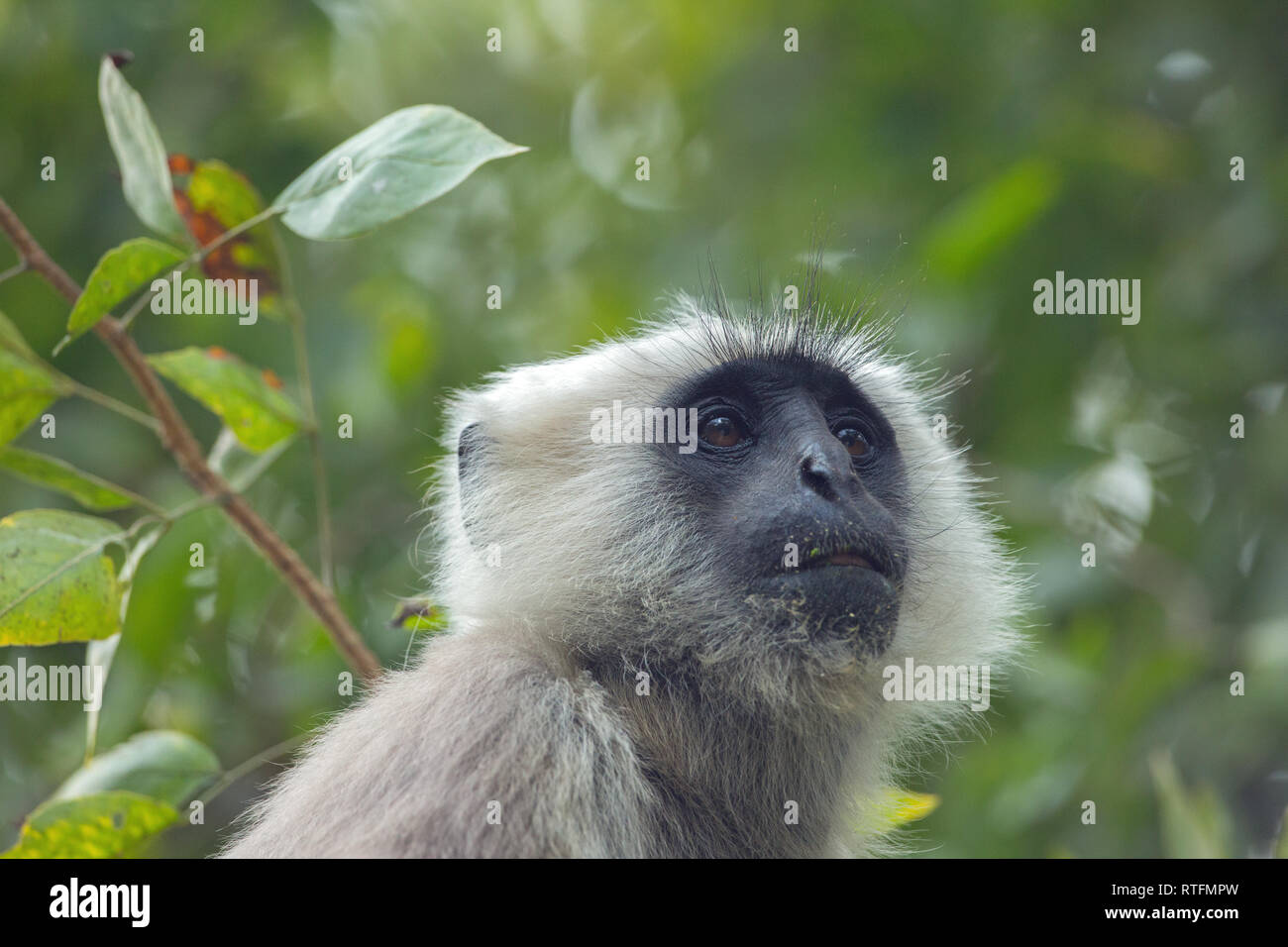 Hanuman or Grey or Common or Entellus Langur (Semnopithecus entellus ...