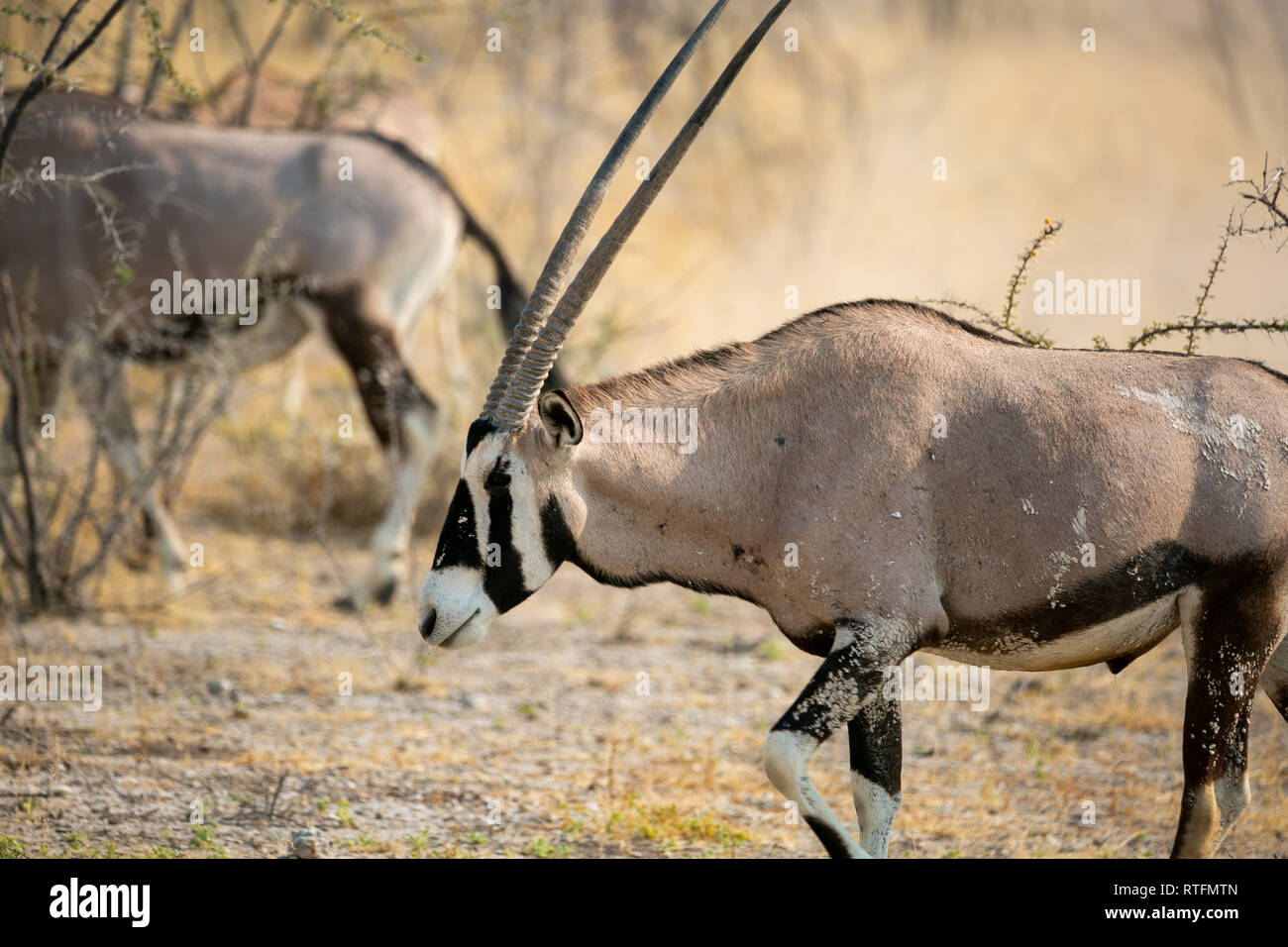 Side profile Oryx in afternoon sun with dust background Etosha National ...