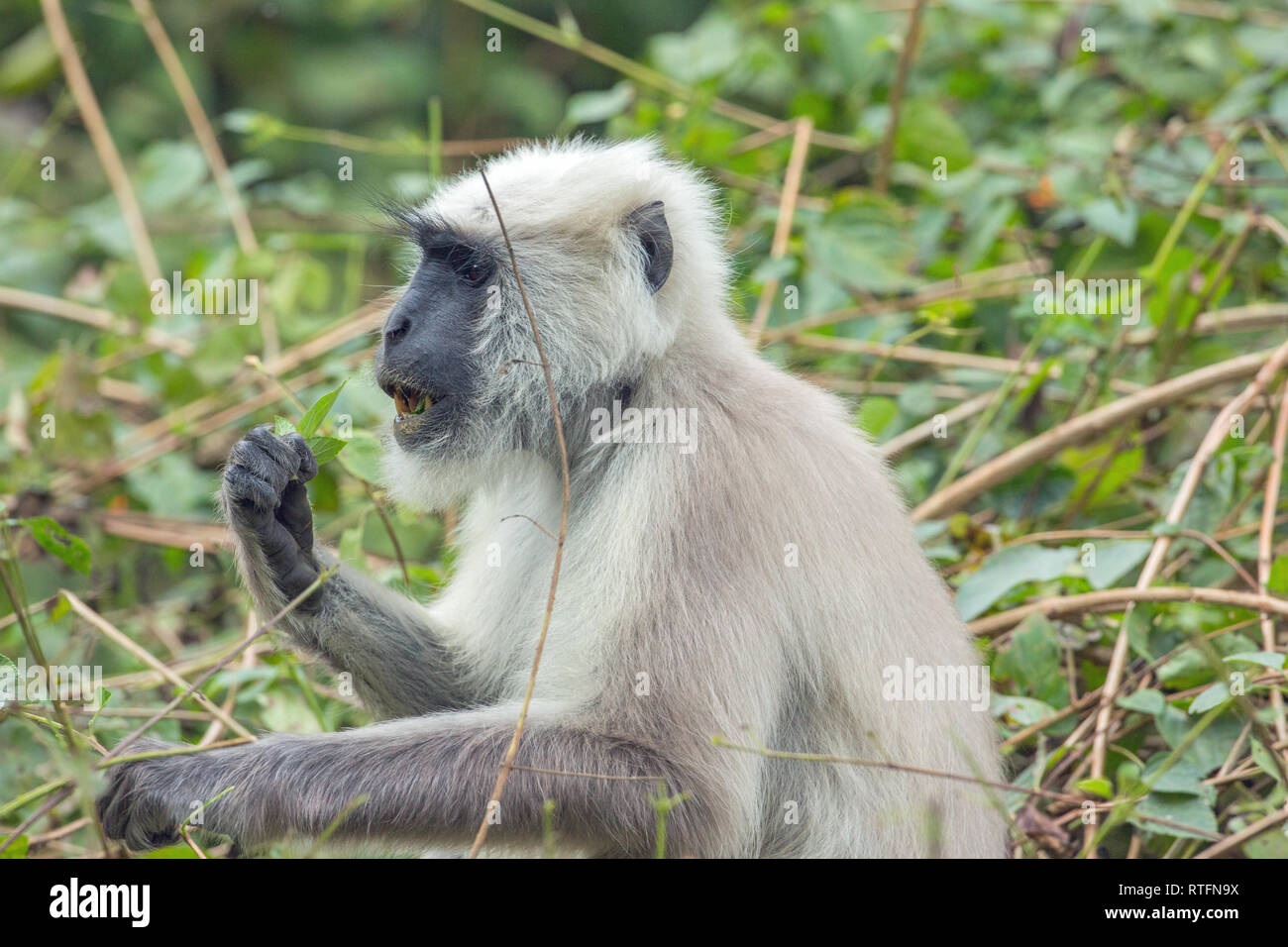 Hanuman or Grey or Gray or Common or Entellus Langur Simia ...