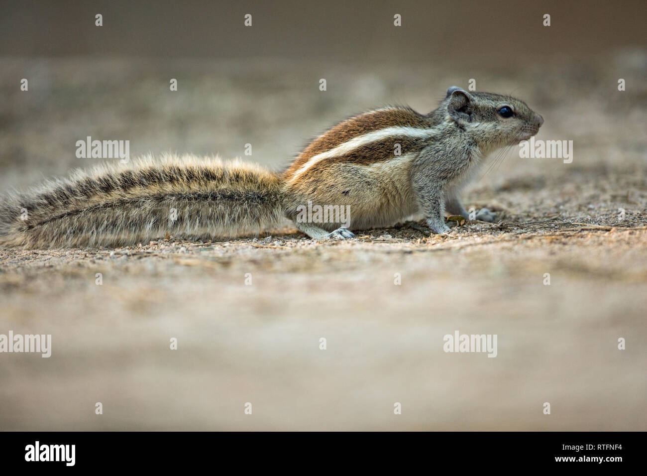Five striped palm squirrel hi-res stock photography and images - Alamy