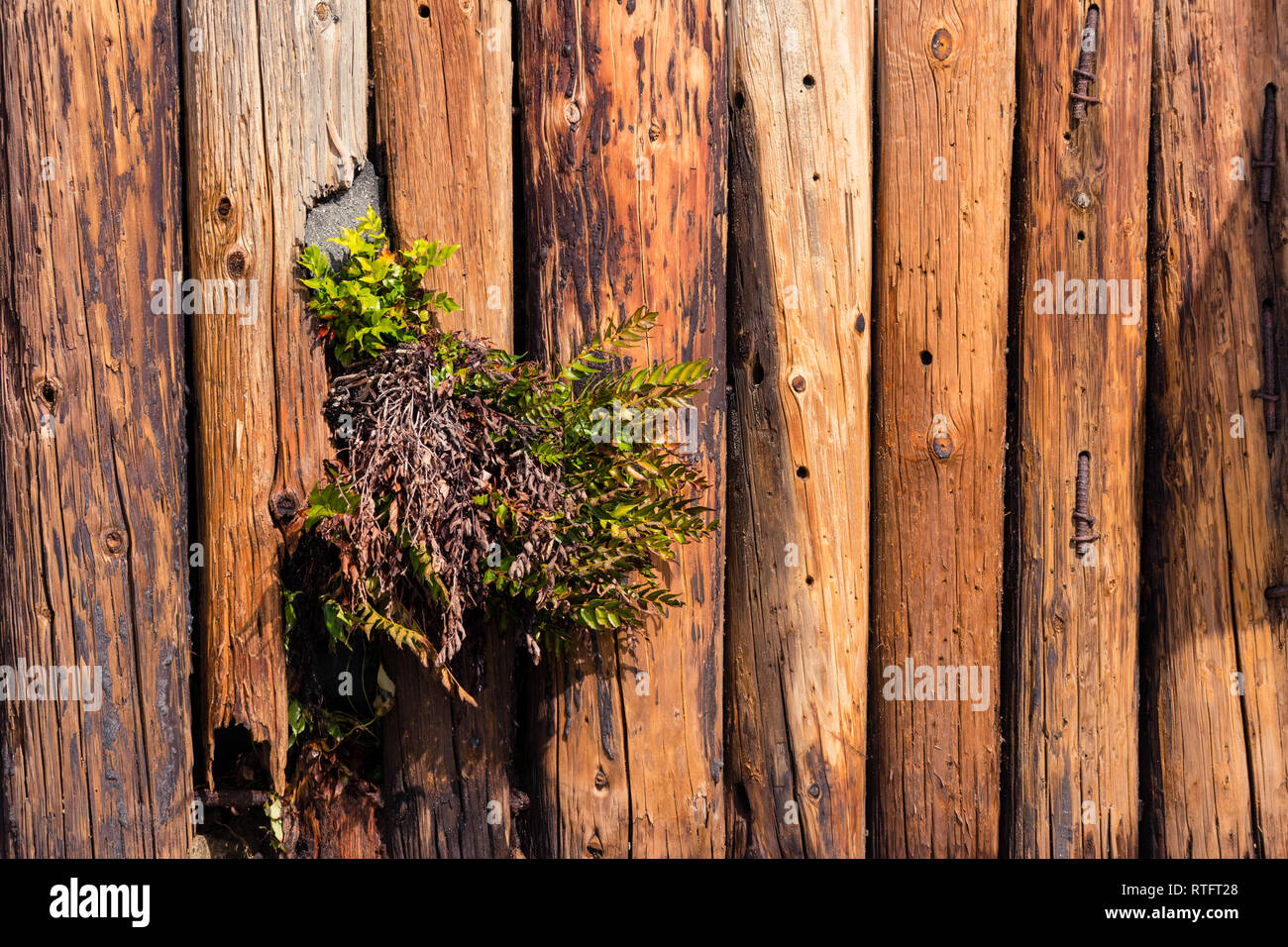 Green plant growing through a weathered timber log wall on a beach ...