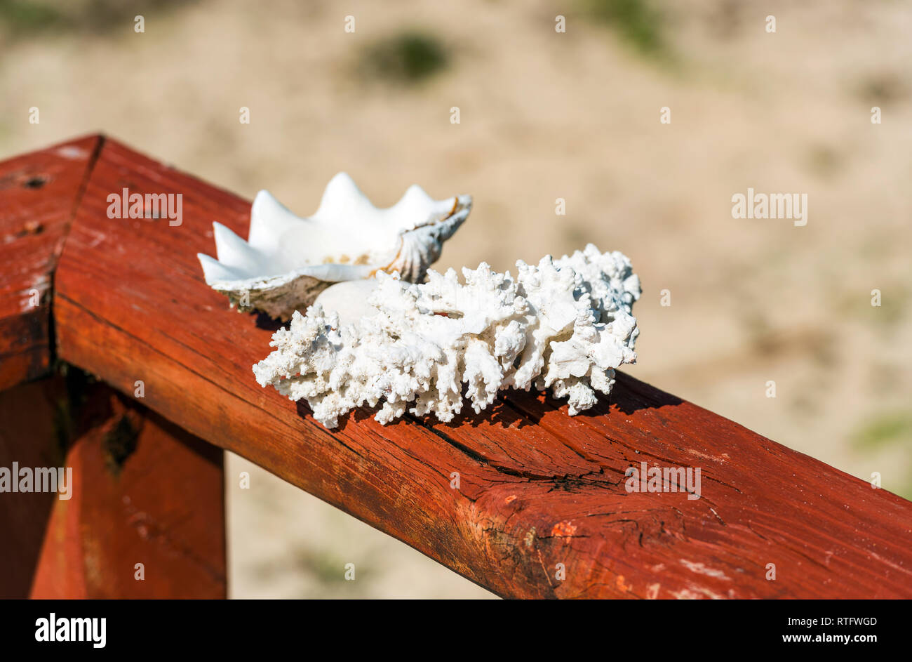 White coral and shell close-up, Rarotonga, Aitutaki, Cook Islands. With ...