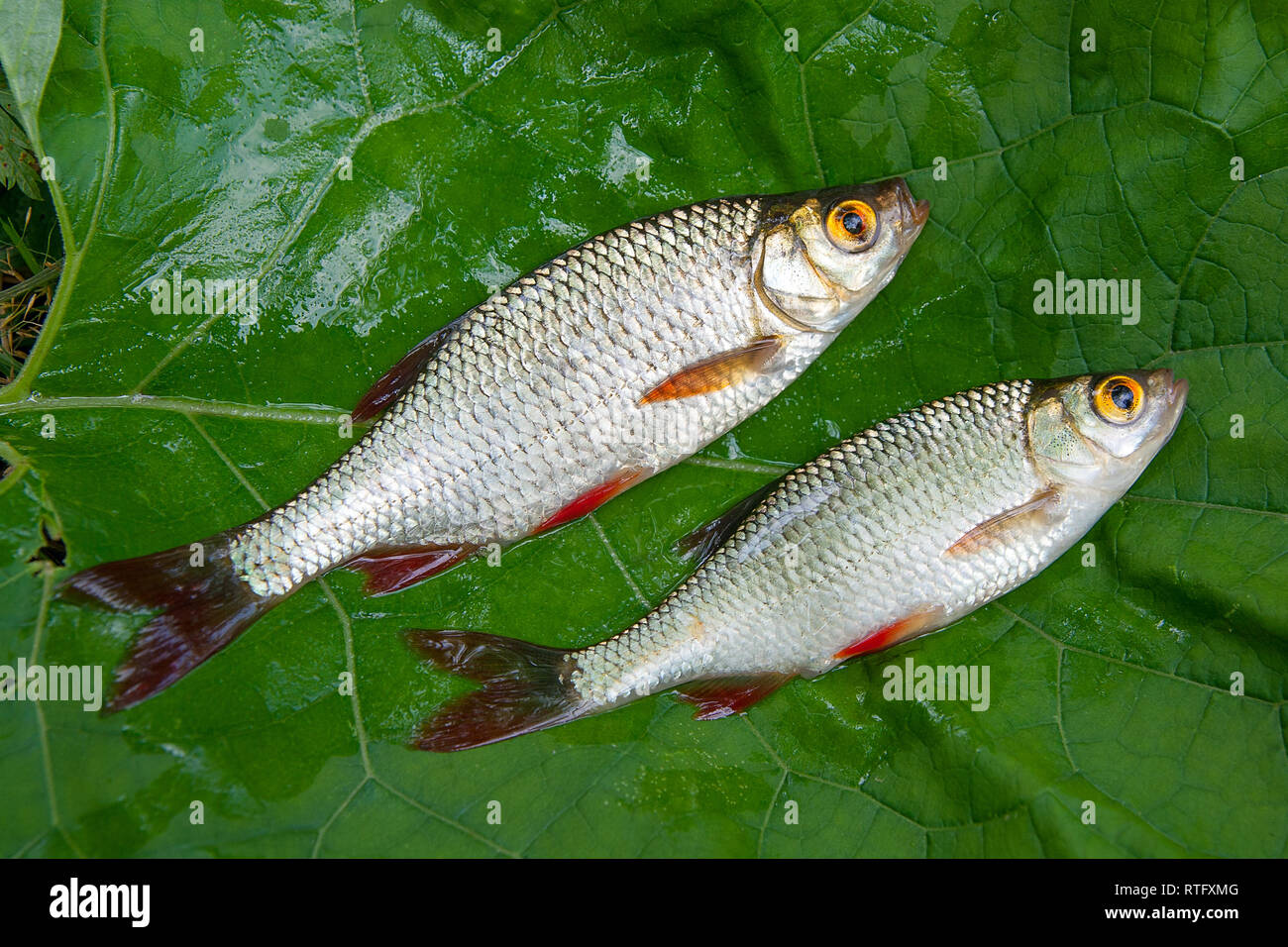 Freshwater fish just taken from the water. Several common rudd fish on ...