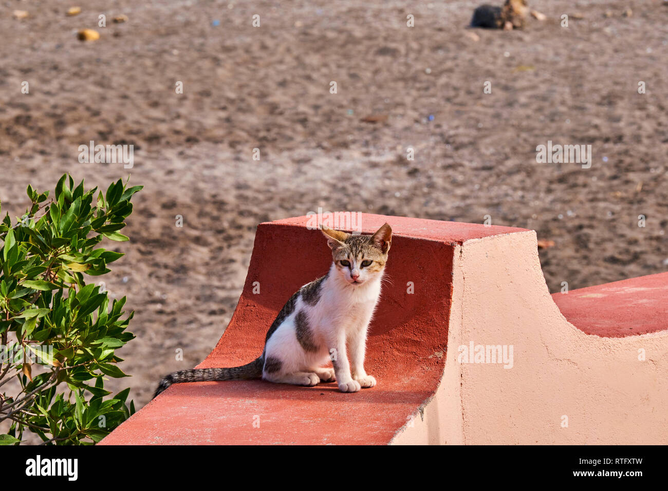 Sultanat of Oman, Gulf of Oman, Mascat, Quriyat District, Quriyat, a ...