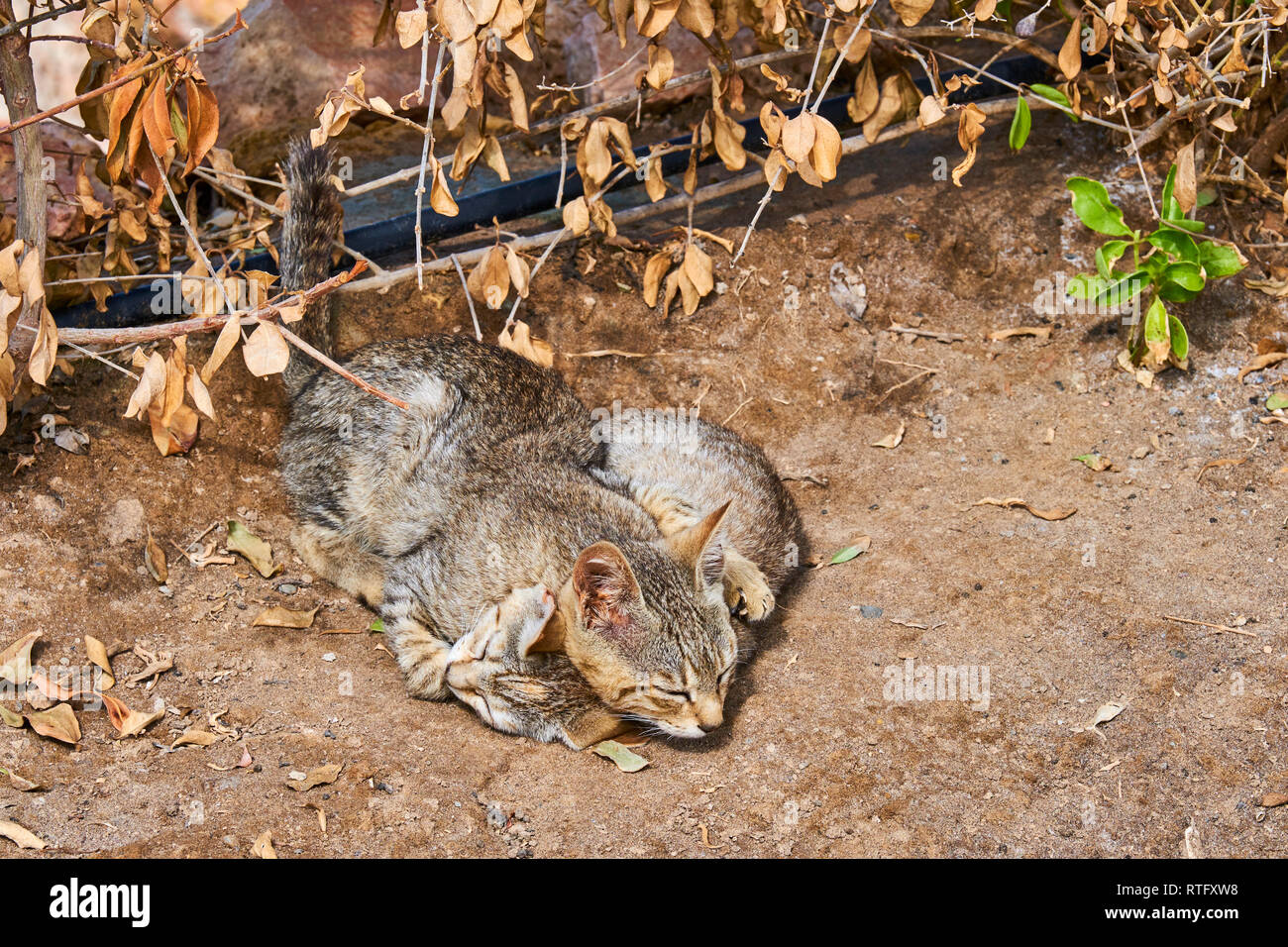Sultanat of Oman, Gulf of Oman, Mascat, Quriyat District, Quriyat, a ...