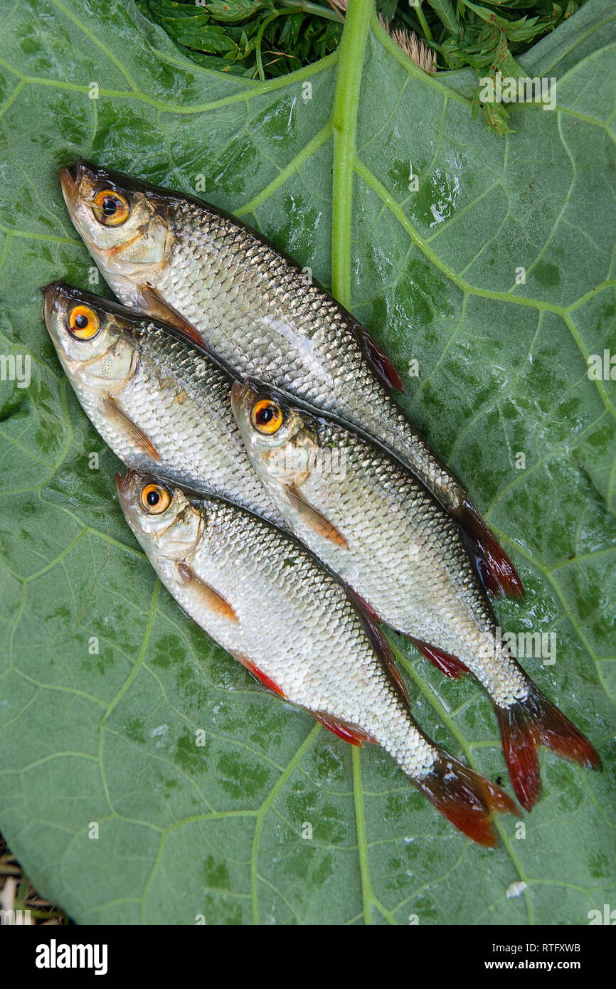 Freshwater fish just taken from the water. Several common rudd fish on ...