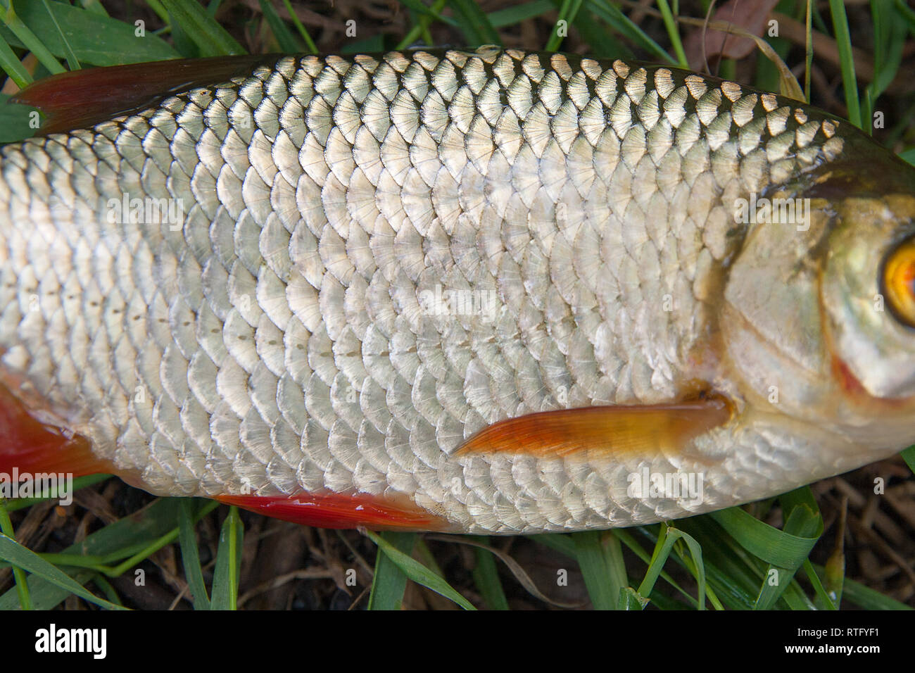 Close up view of the freshwater common rudd just taken from the water ...