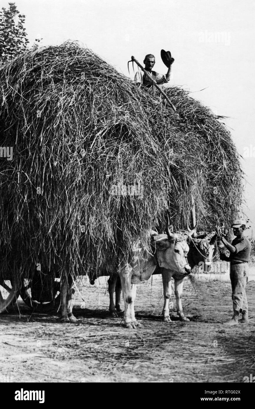 hay wagon, san baronto, tuscany, italy 1920 Stock Photo - Alamy