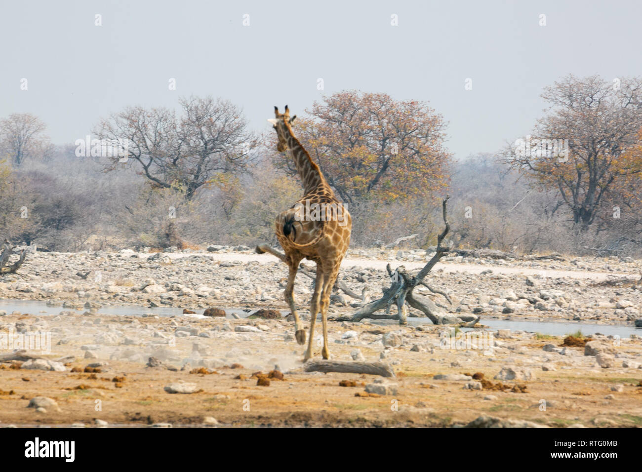 Giraffe jumping away hi-res stock photography and images - Alamy