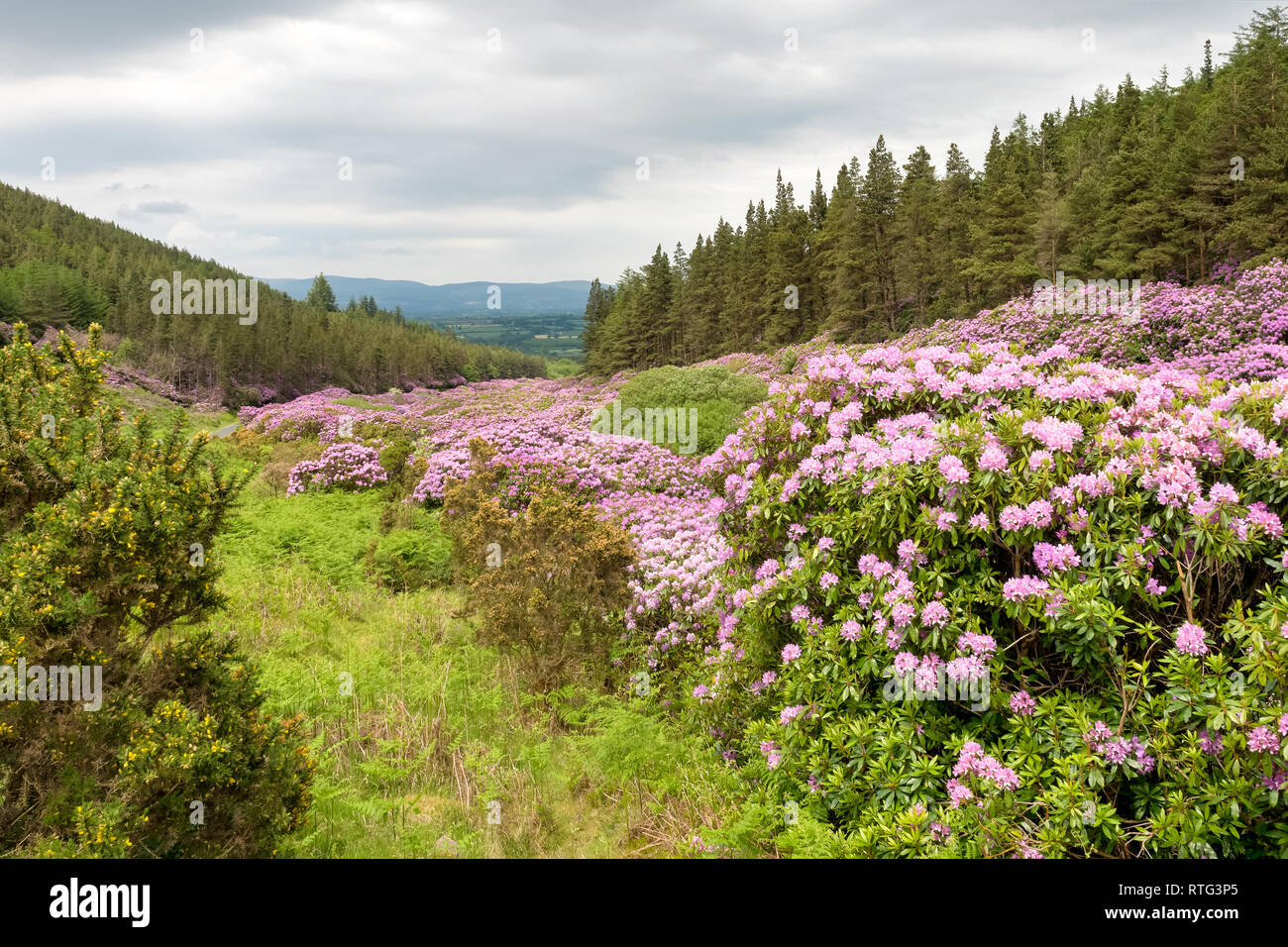 Tipperary heritage way hi-res stock photography and images - Alamy