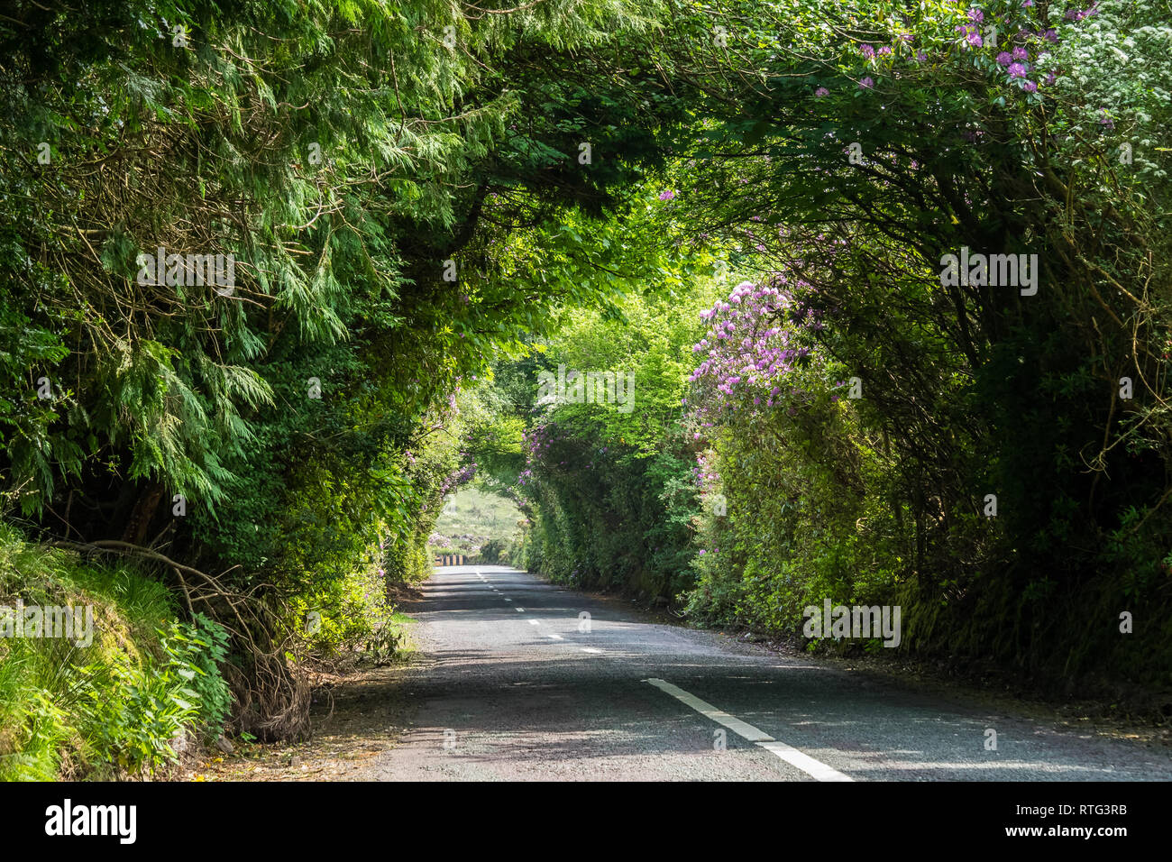 Rhododendron growing in the Vee valley on the Tipperary Waterford ...