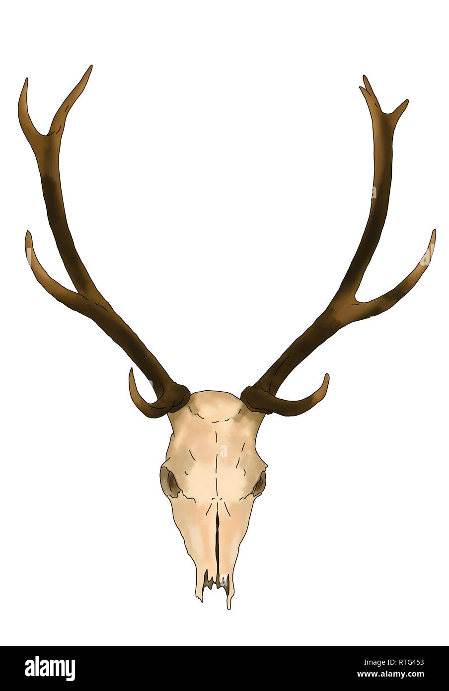 Animal head skull Stock Photo - Alamy