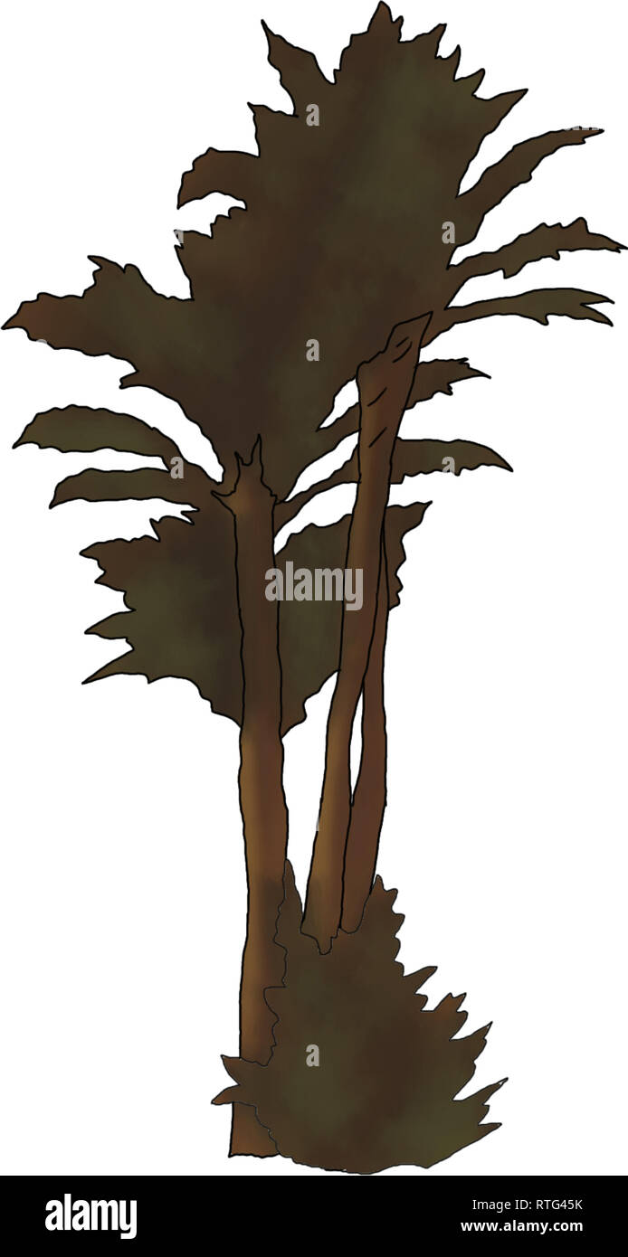 Tree kind from middle east zone Stock Photo - Alamy