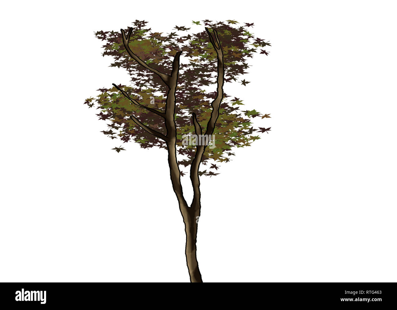 Tree kind from middle east zone Stock Photo - Alamy