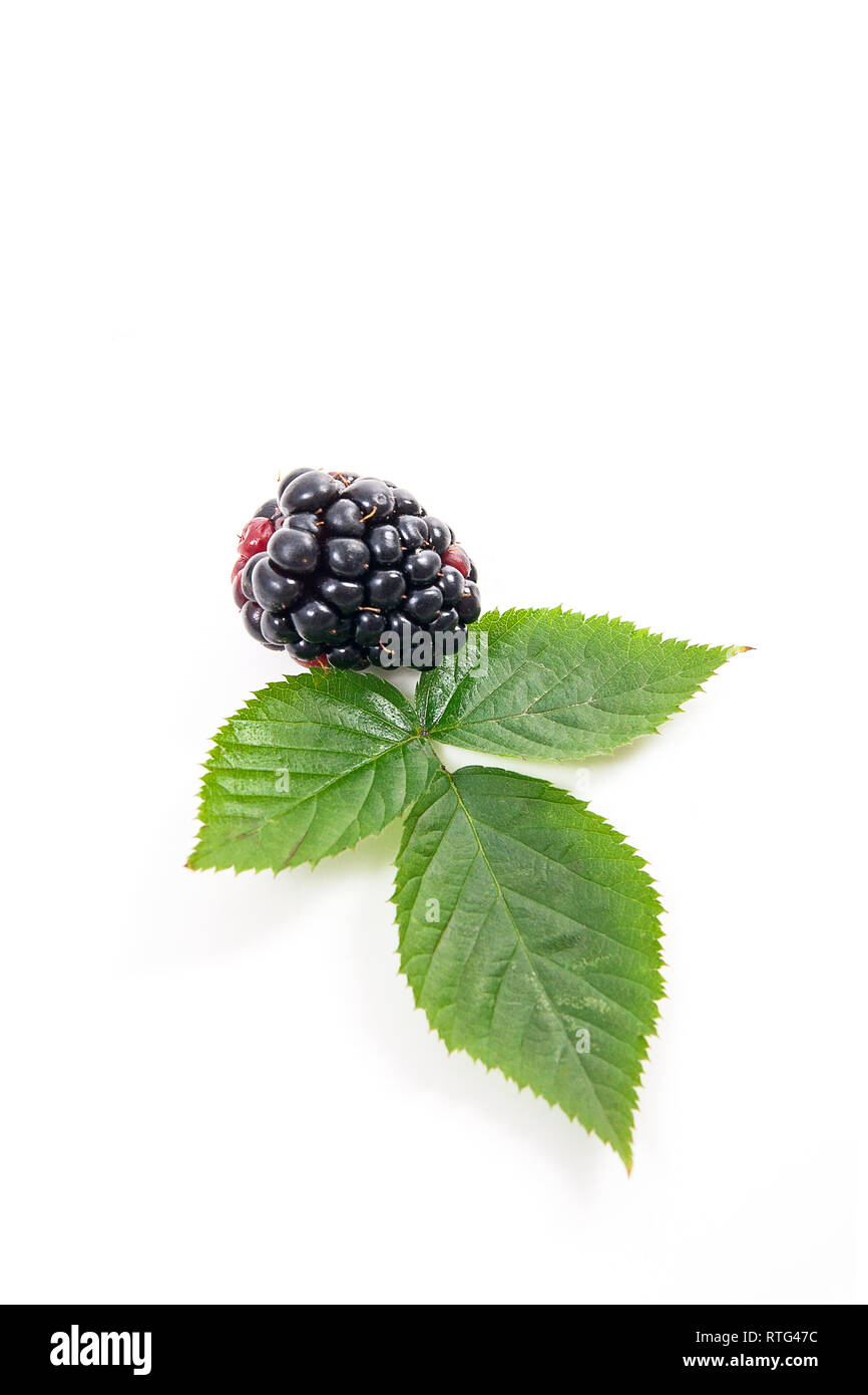 Close up view of fresh blackberry fruit with green leaf of blackberry ...
