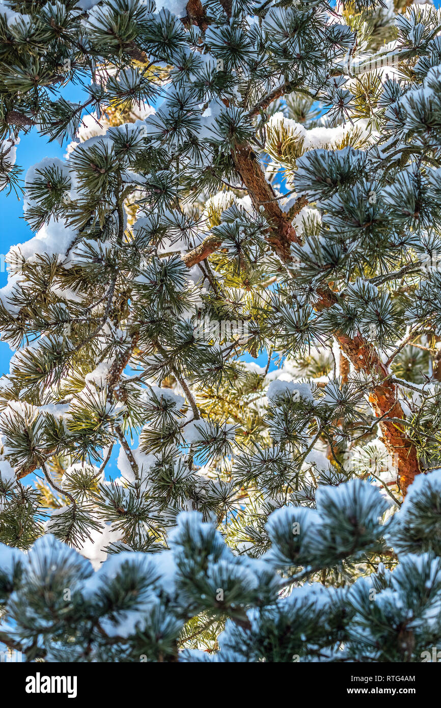 snow covered conifers in the sun Stock Photo - Alamy