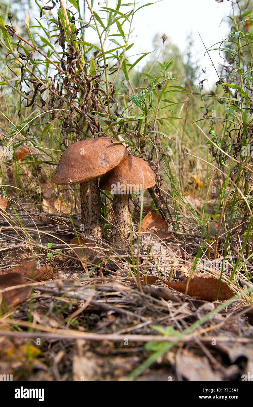 Close up view of two edible forest mushrooms brown cap boletus growing ...
