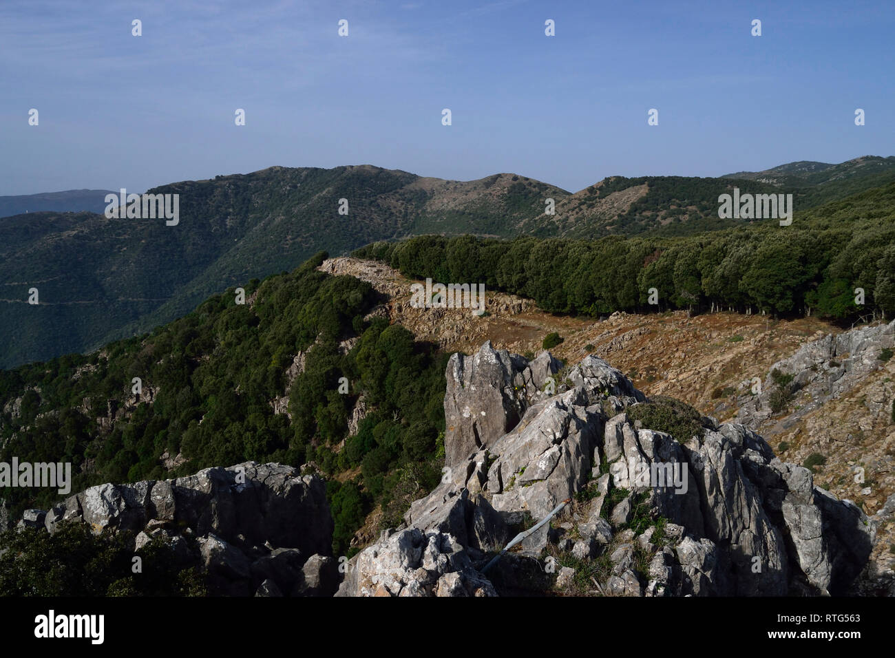 Wood of Marganai Stock Photo - Alamy