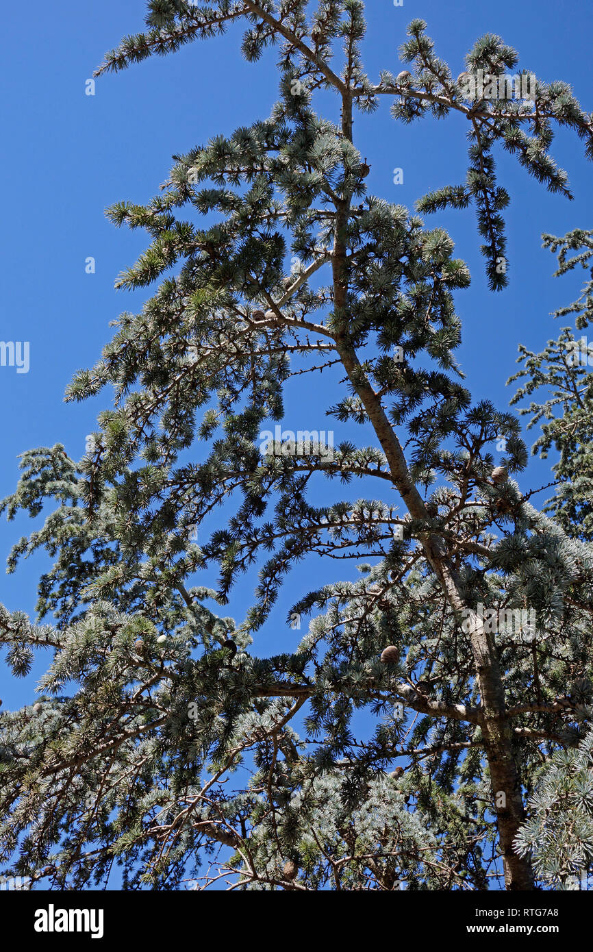 Atlas cedar tree (Cedrus atlantica) in the gardens at Vergelegen Wine ...