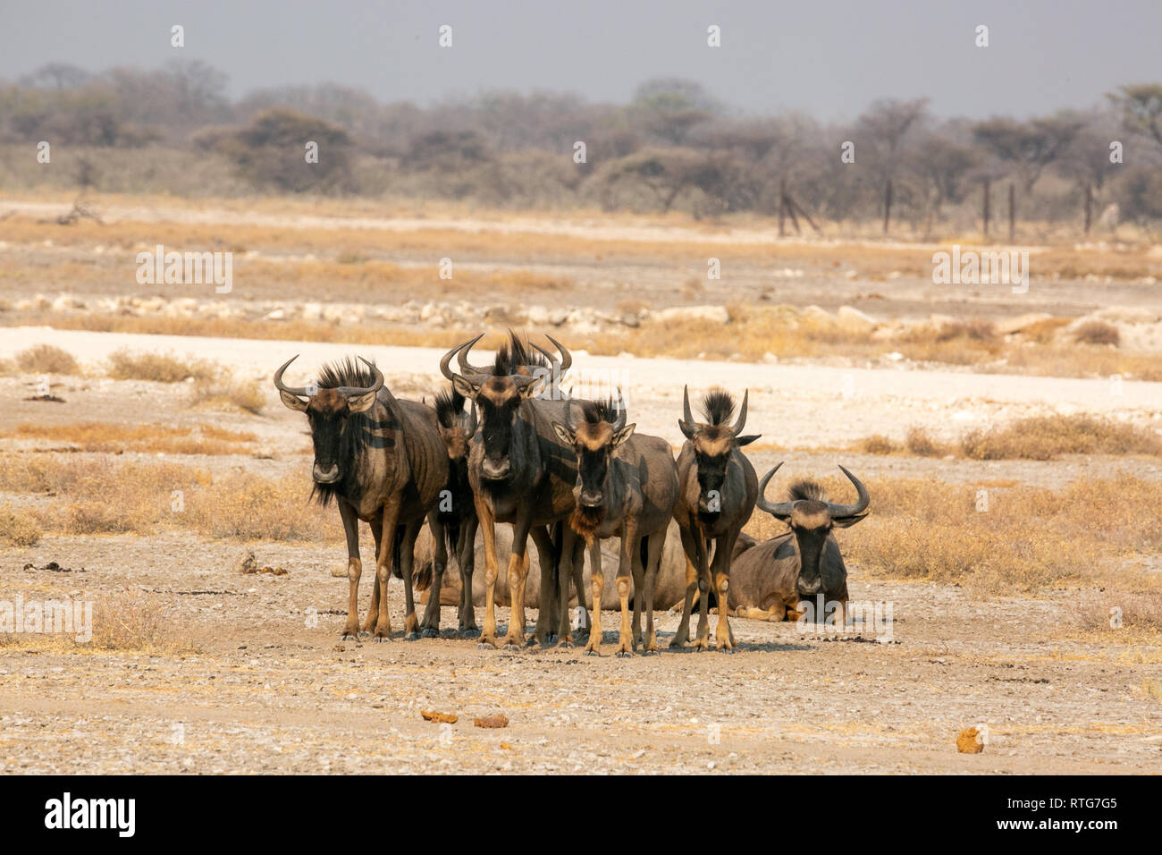 Wildebeest group walking towards Etosha National Park Namibia Stock ...