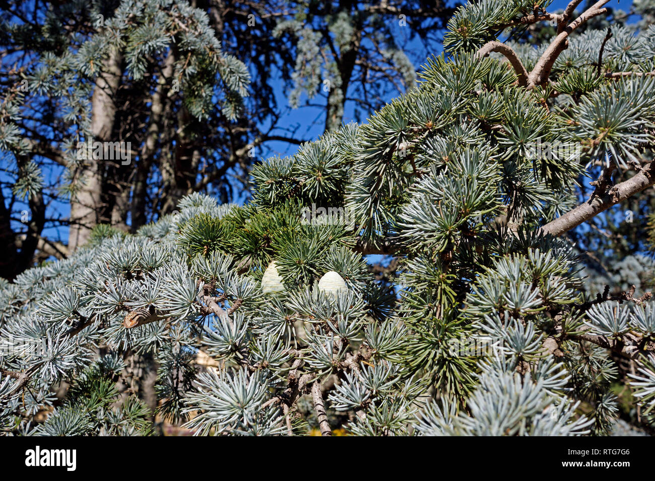 Atlas cedar tree (Cedrus atlantica) in the gardens at Vergelegen Wine ...