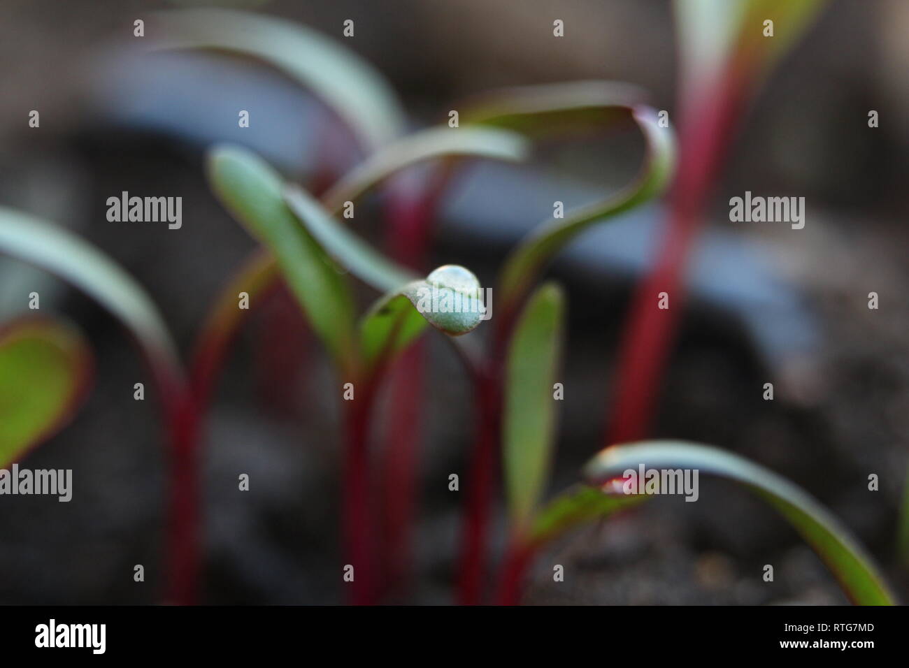 Beetroot seedling hi-res stock photography and images - Alamy