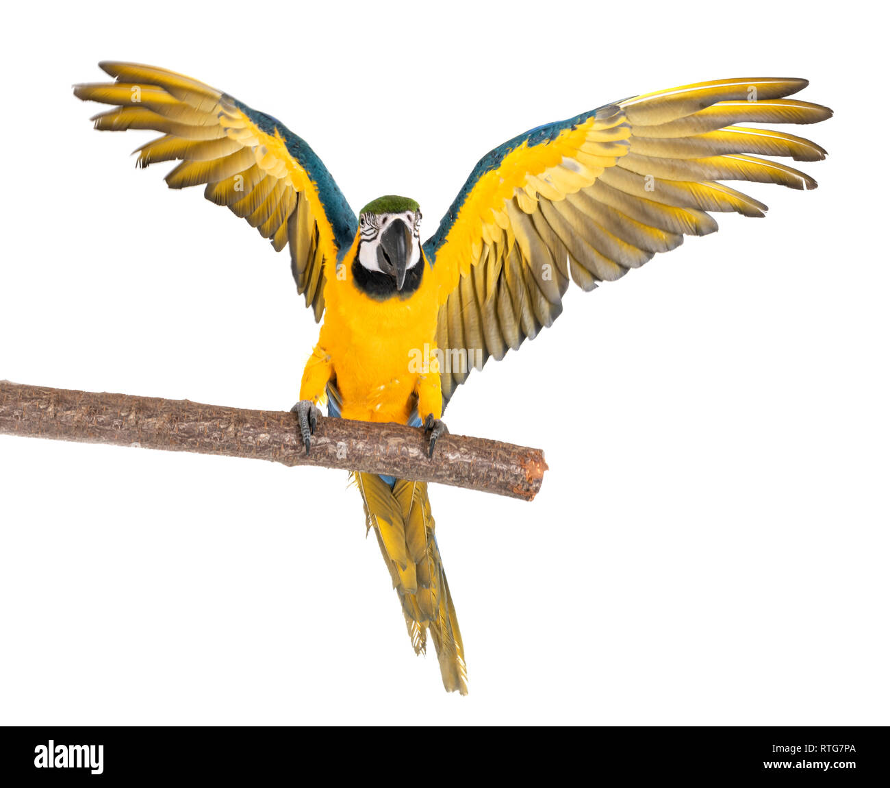 ara ararauna in front of white background Stock Photo - Alamy